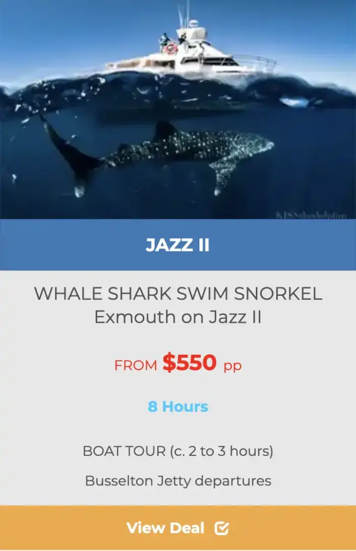EXMOUTH WHALE SHARK TOURS ON JAZZ II | Swim Ningaloo